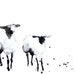 LIMITED Edition Print 0f Painting Ink Drawing SHEEP 1230wall - Etsy