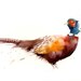 Pheasant Print, From Original Painting, Limited Edition, Wildlife Bird ...