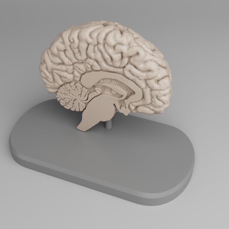 Brain Anatomy Cross-section 3D Print - Etsy