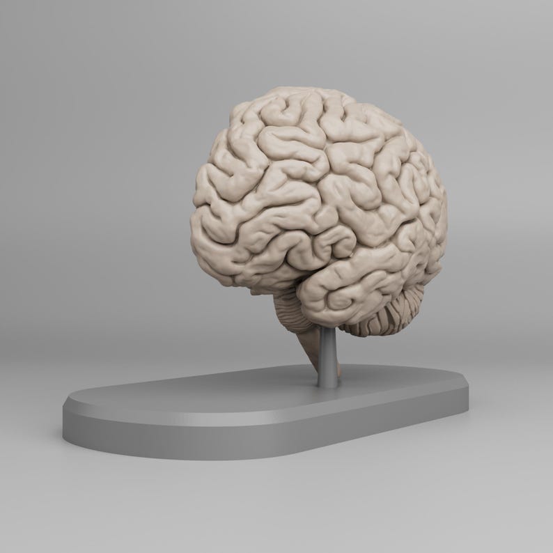 Brain Anatomy Cross-section 3D Print - Etsy