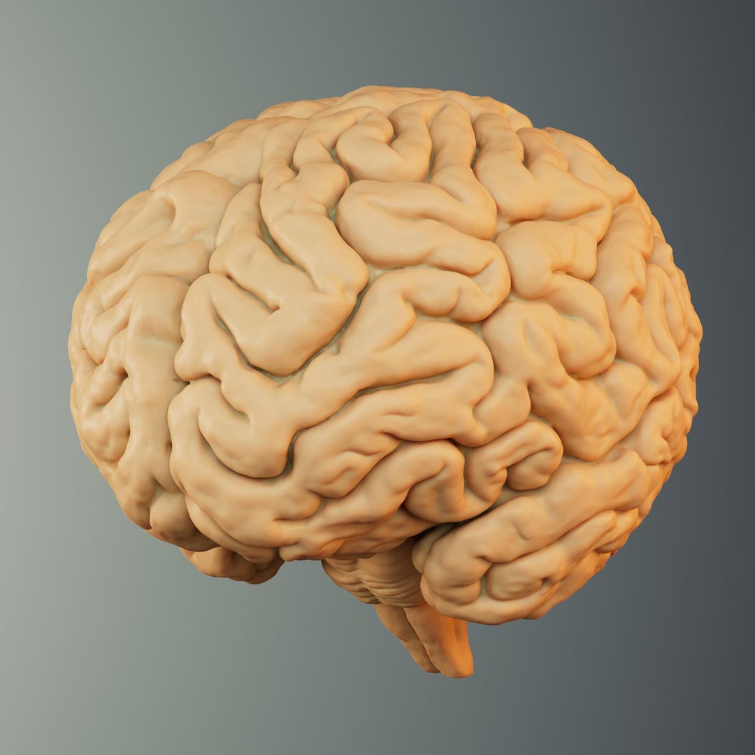 Anatomy of the Human Brain 3D Printed Digital File - Etsy