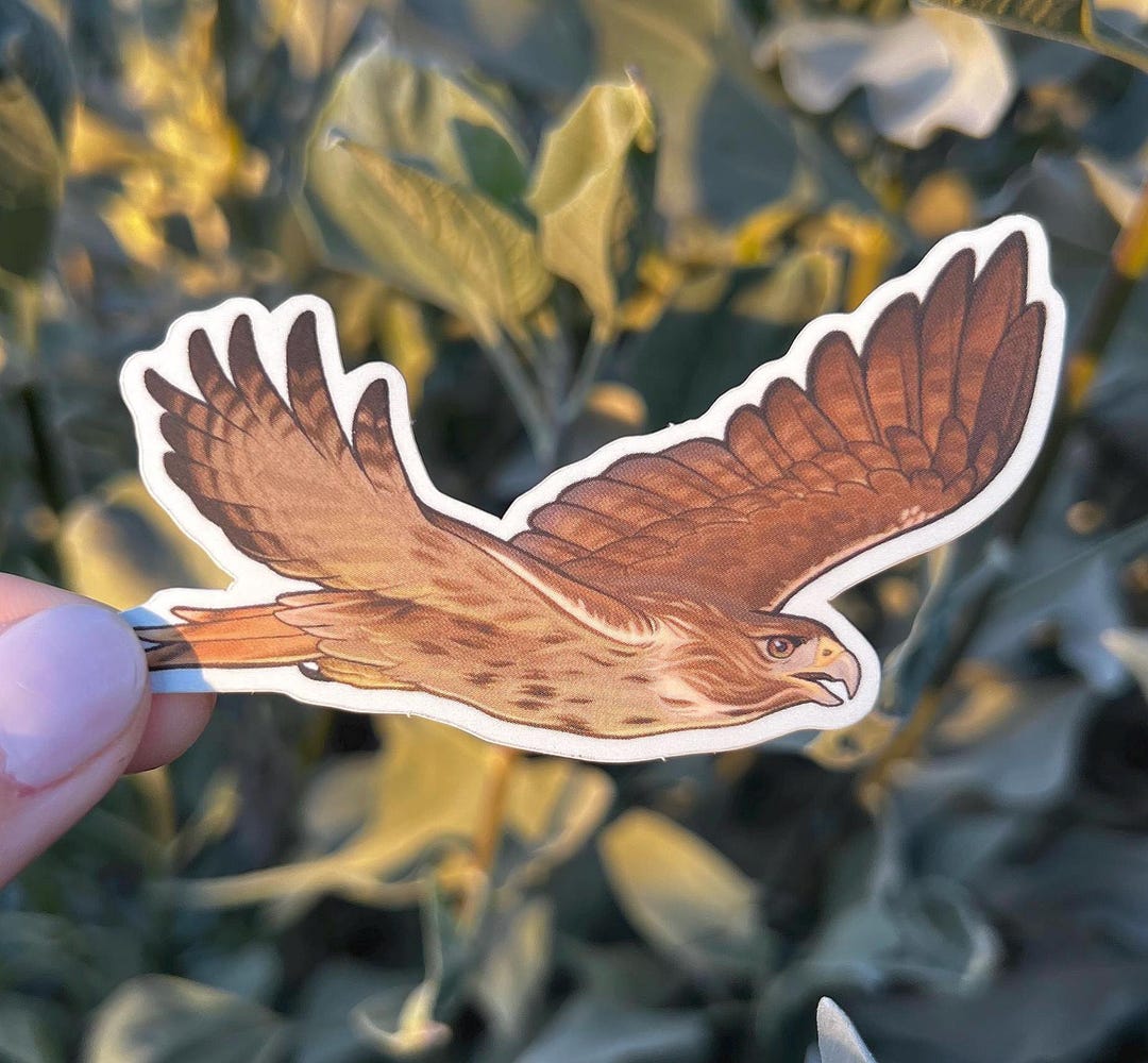 Red Tailed Hawk Sticker - Etsy