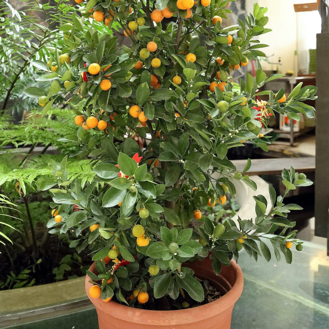 Fukushu Kumquat Tree - Etsy