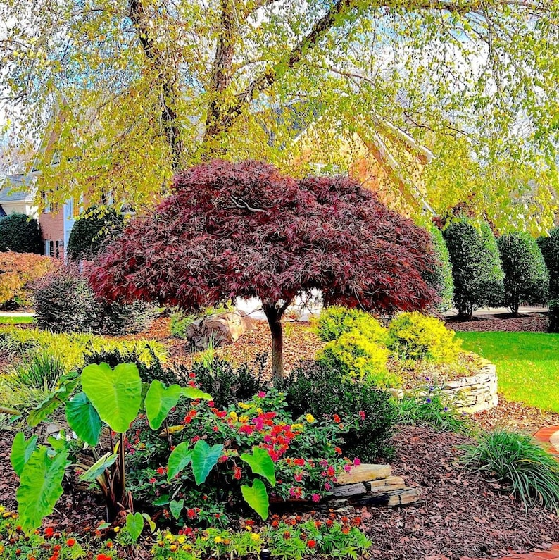 Red Dragon Japanese Maple Tree - Etsy