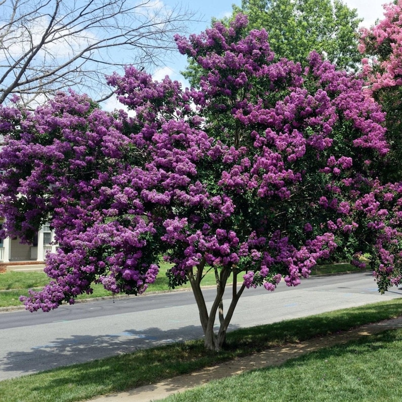 Catawba Crape Myrtle Tree - Etsy