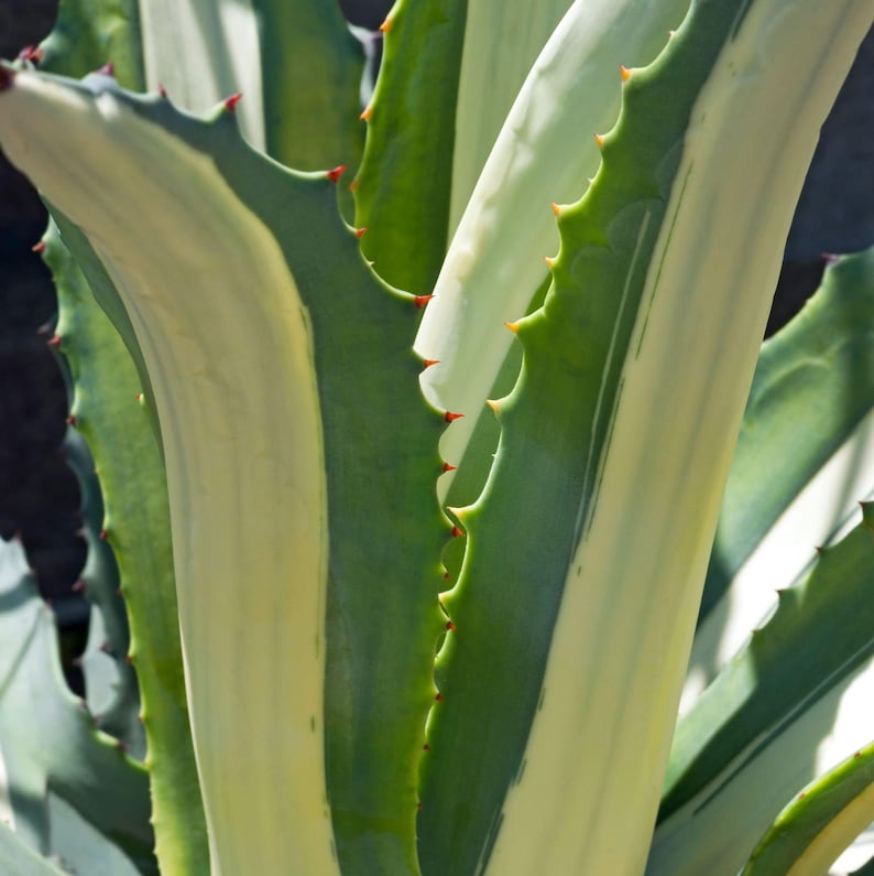 Agave Americana 'mediopicta Alba' - Etsy