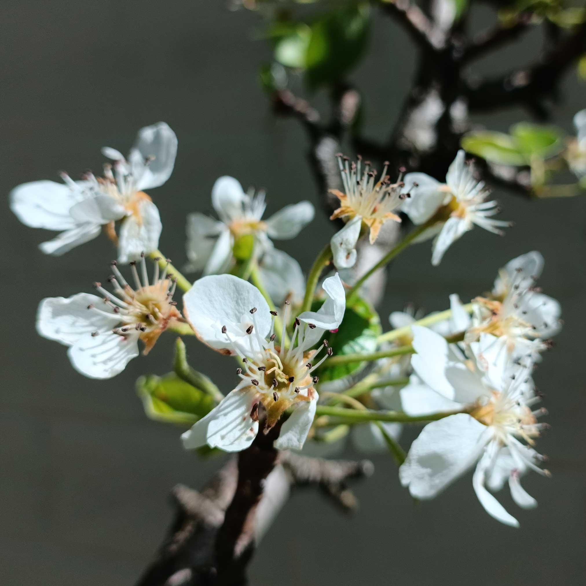 Lapins Cherry Tree - Etsy