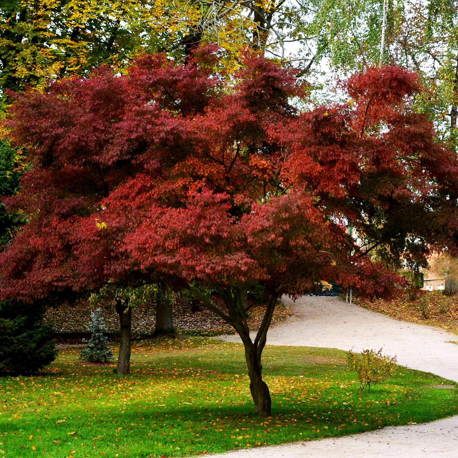 Bloodgood Japanese Maple - Vibrant and Colorful Maple Tree for Your ...