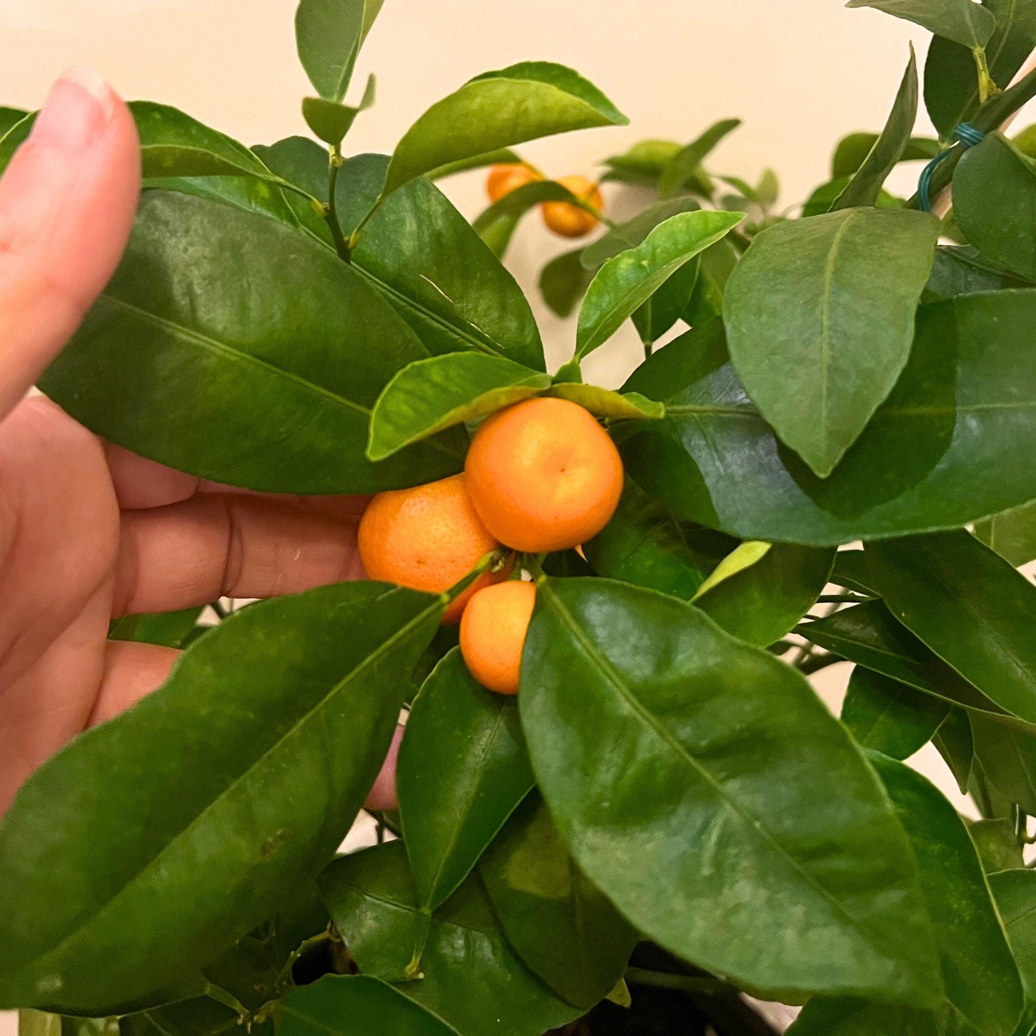 Fukushu Kumquat Tree - Etsy