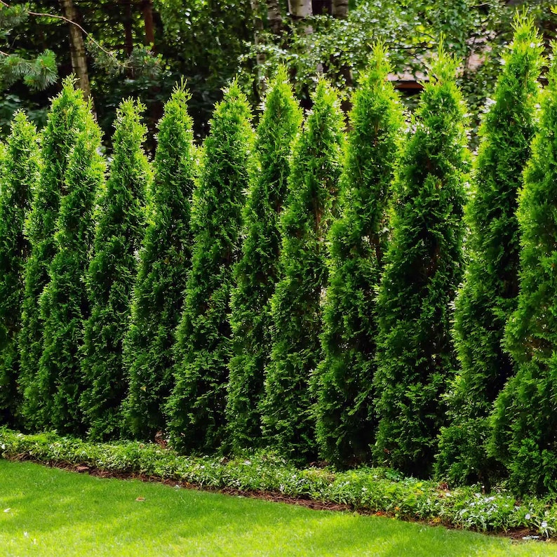 Junior Giant Thuja Tree - Etsy