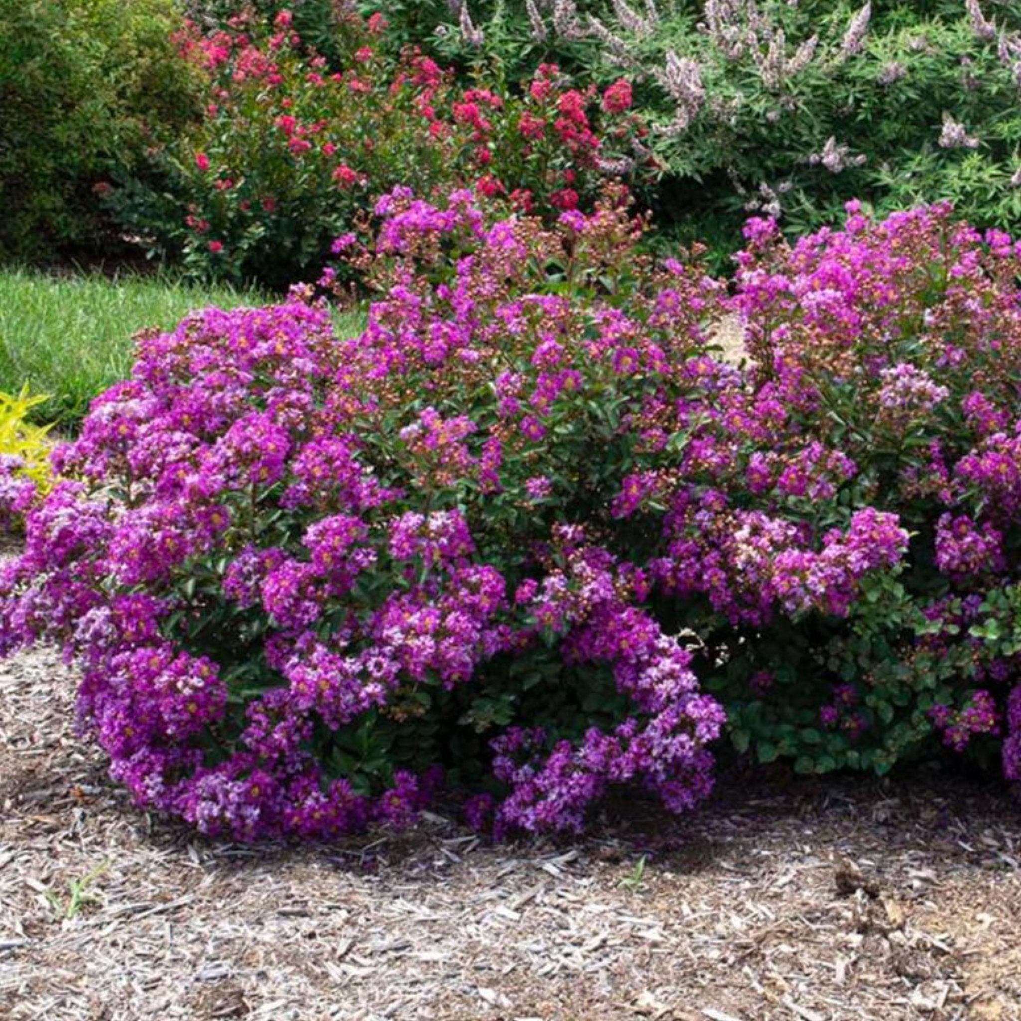 Bellini® Grape Crape Myrtle Shrub - Etsy