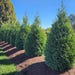 Junior Giant Thuja Tree - Etsy