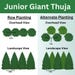 Junior Giant Thuja Tree - Etsy