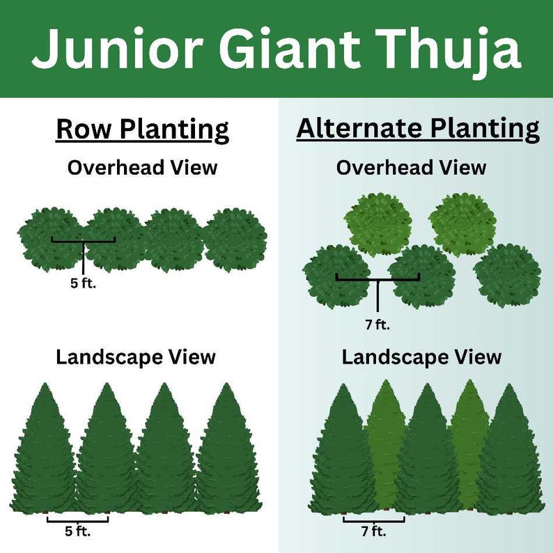 Junior Giant Thuja Tree - Etsy