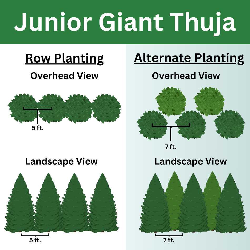 Junior Giant Thuja Tree - Etsy