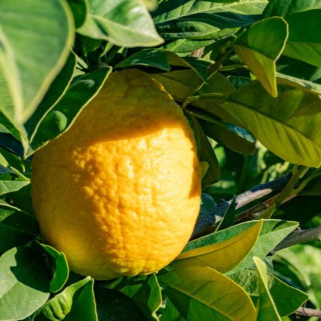 Lisbon Lemon Tree - Etsy