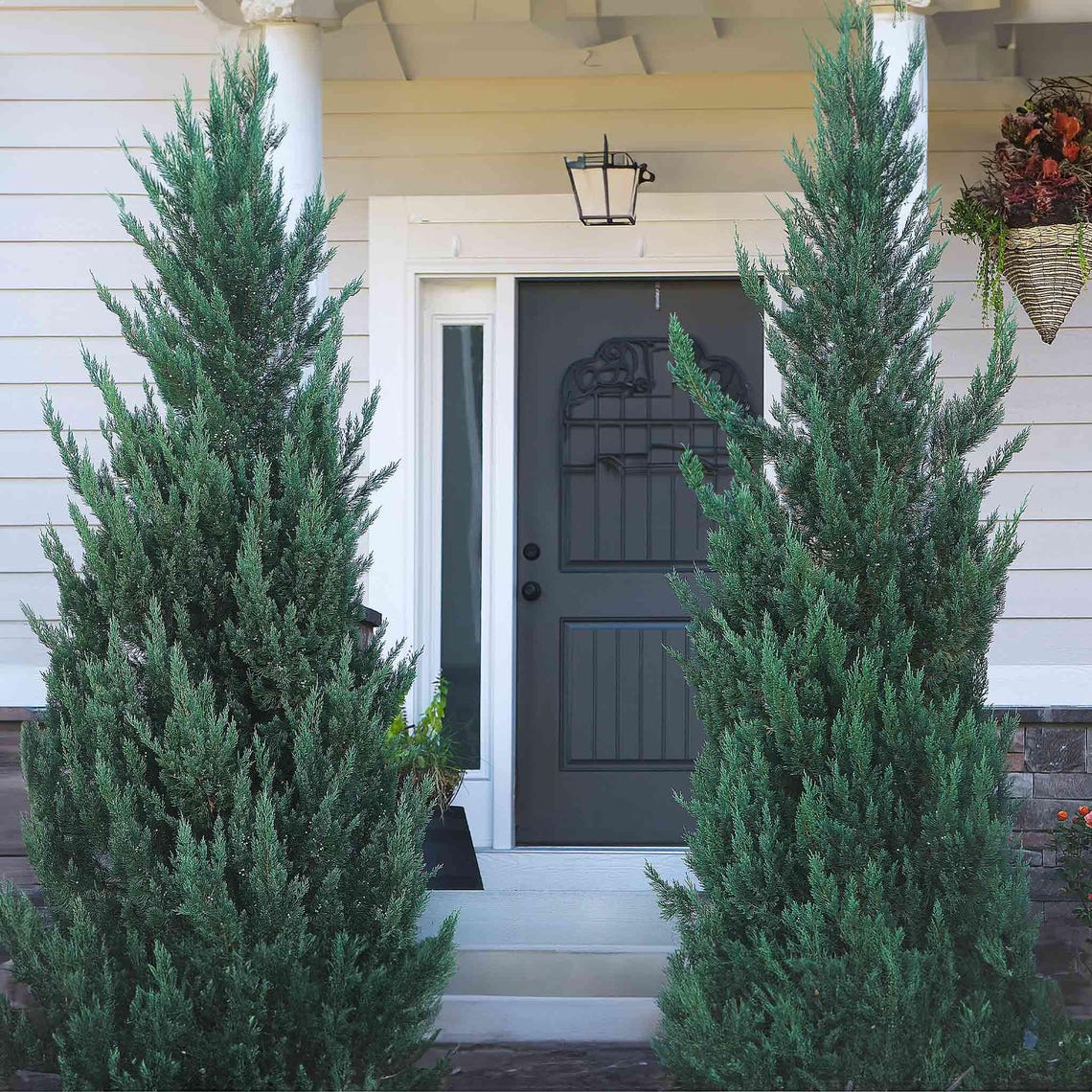 Moonglow Juniper Tree - Etsy