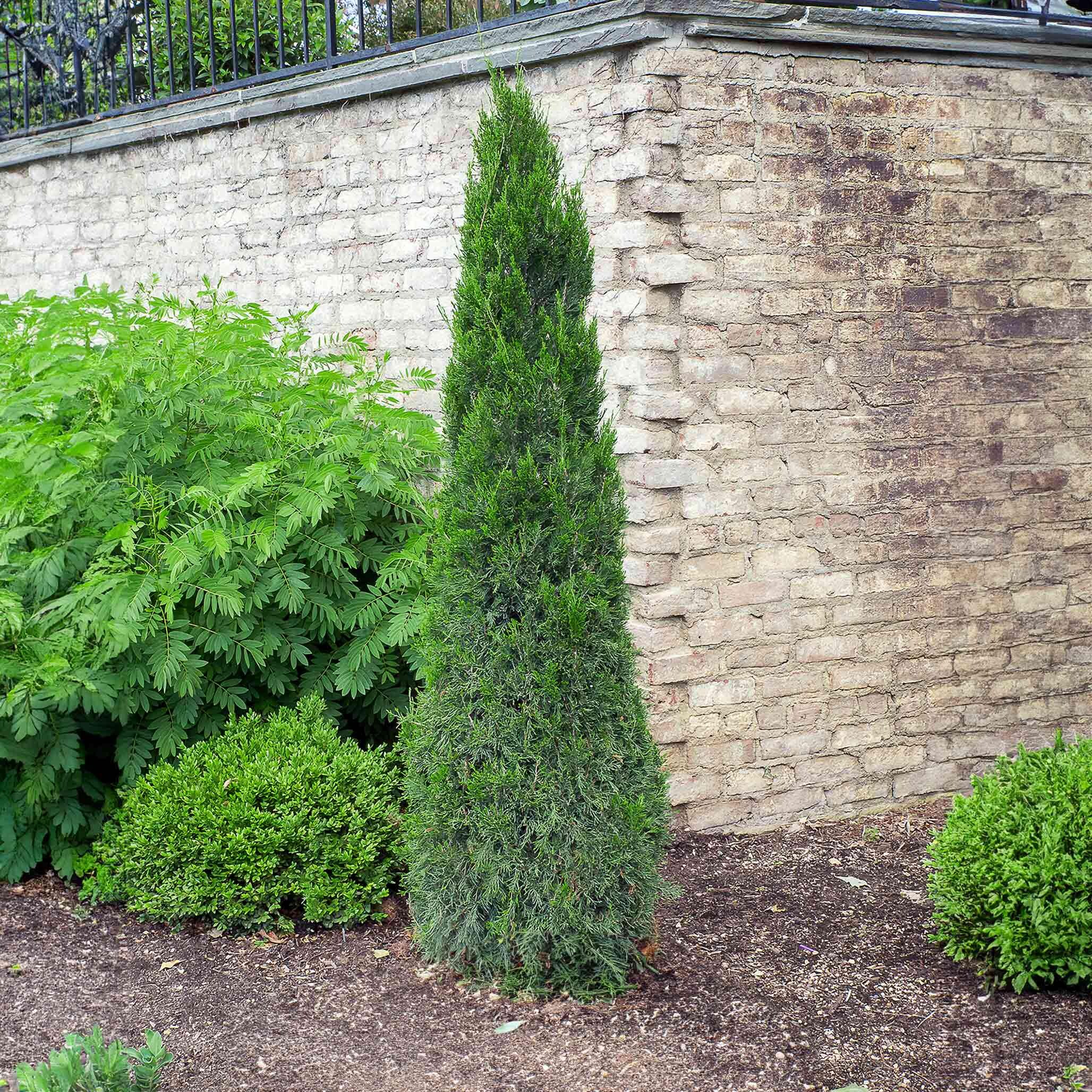 Spartan Juniper Trees - Etsy