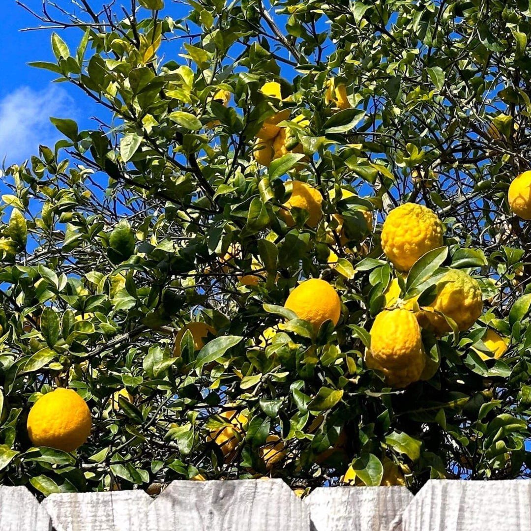 Ponderosa Lemon Tree - Etsy