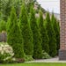 Junior Giant Thuja Tree - Etsy