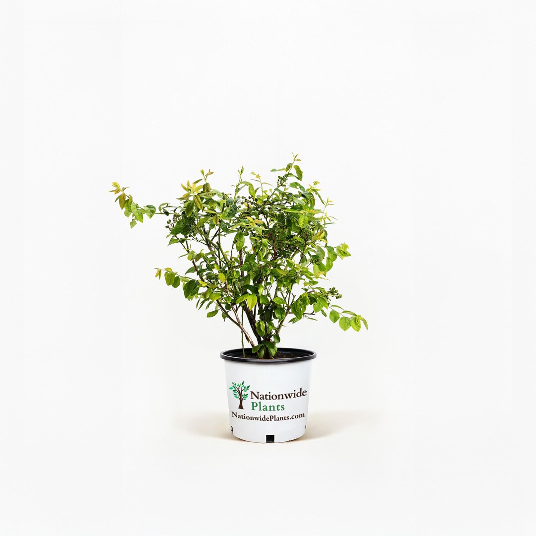 Duke Blueberry Bush - Etsy