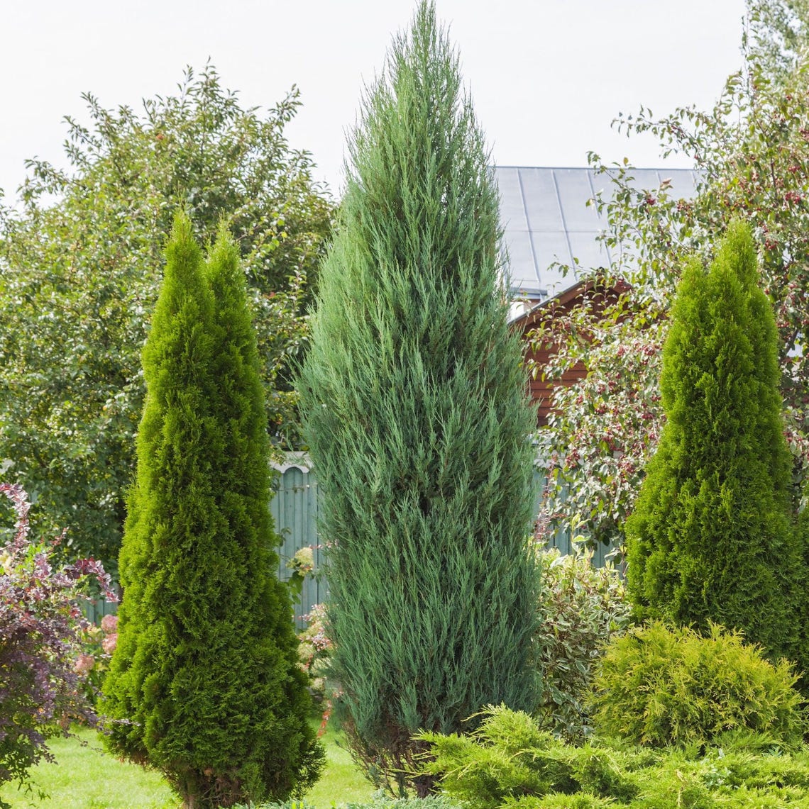 Spartan Juniper Trees - Etsy