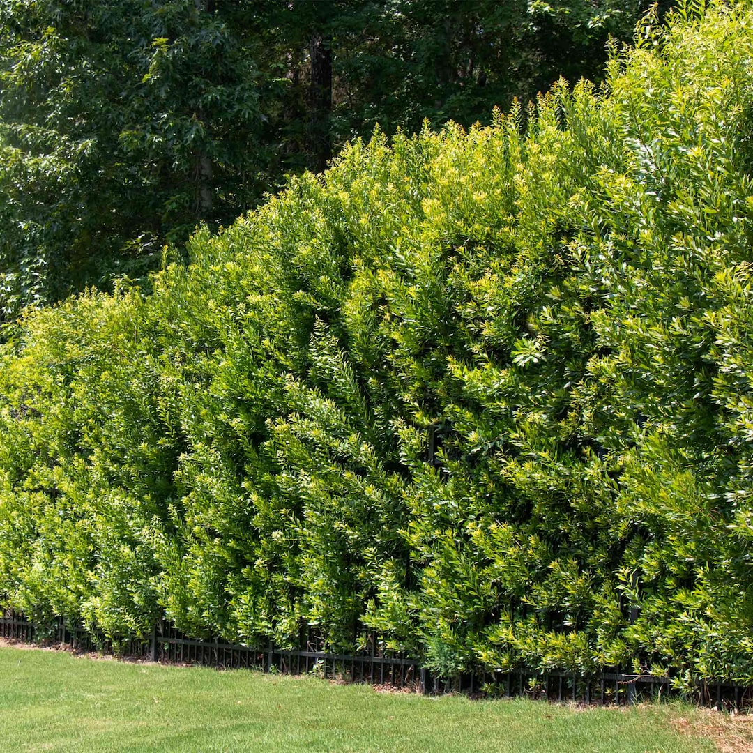 Southern Wax Myrtle Hedge - Etsy