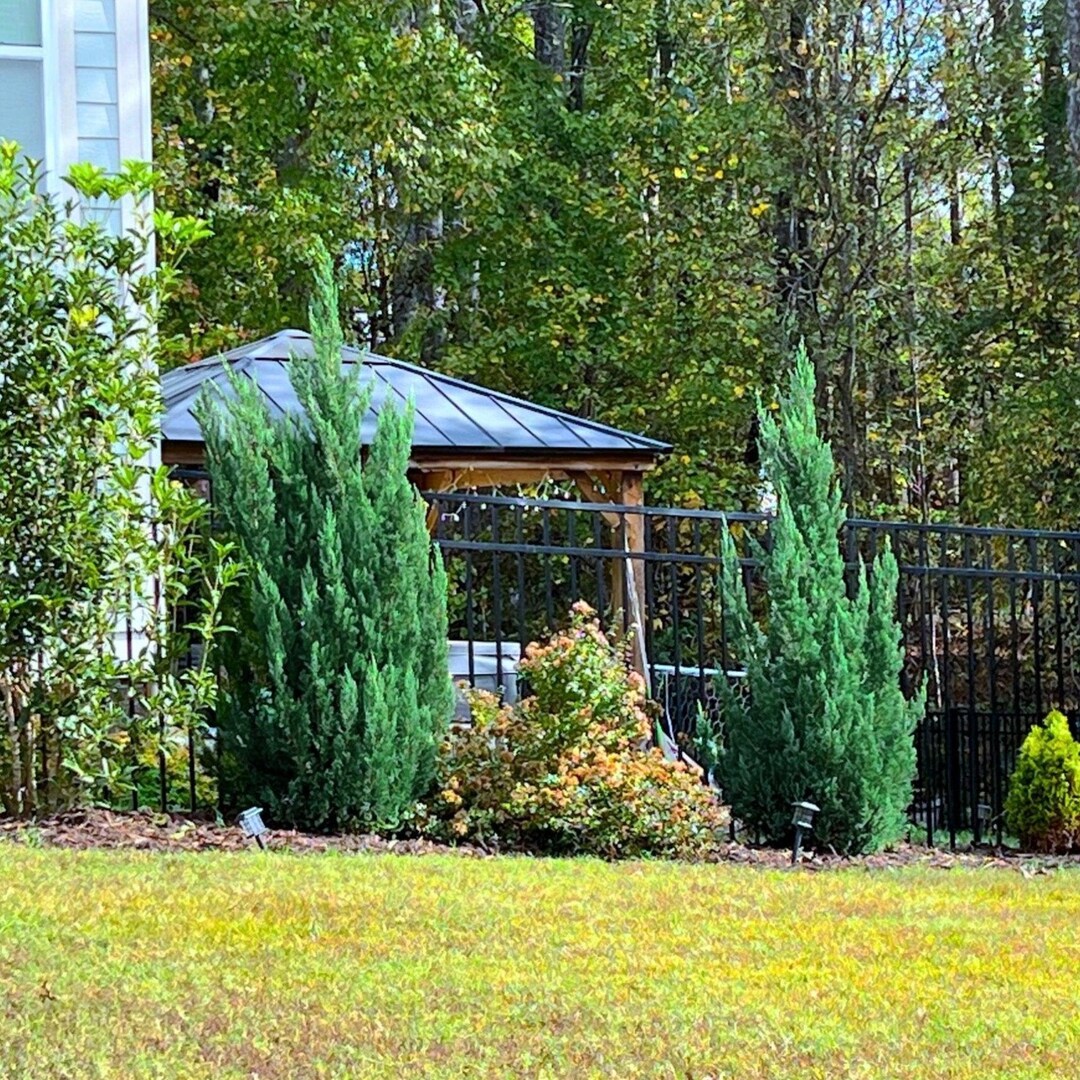 Moonglow Juniper Tree - Etsy