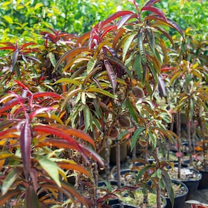 Bonfire Patio Peach Tree - Etsy