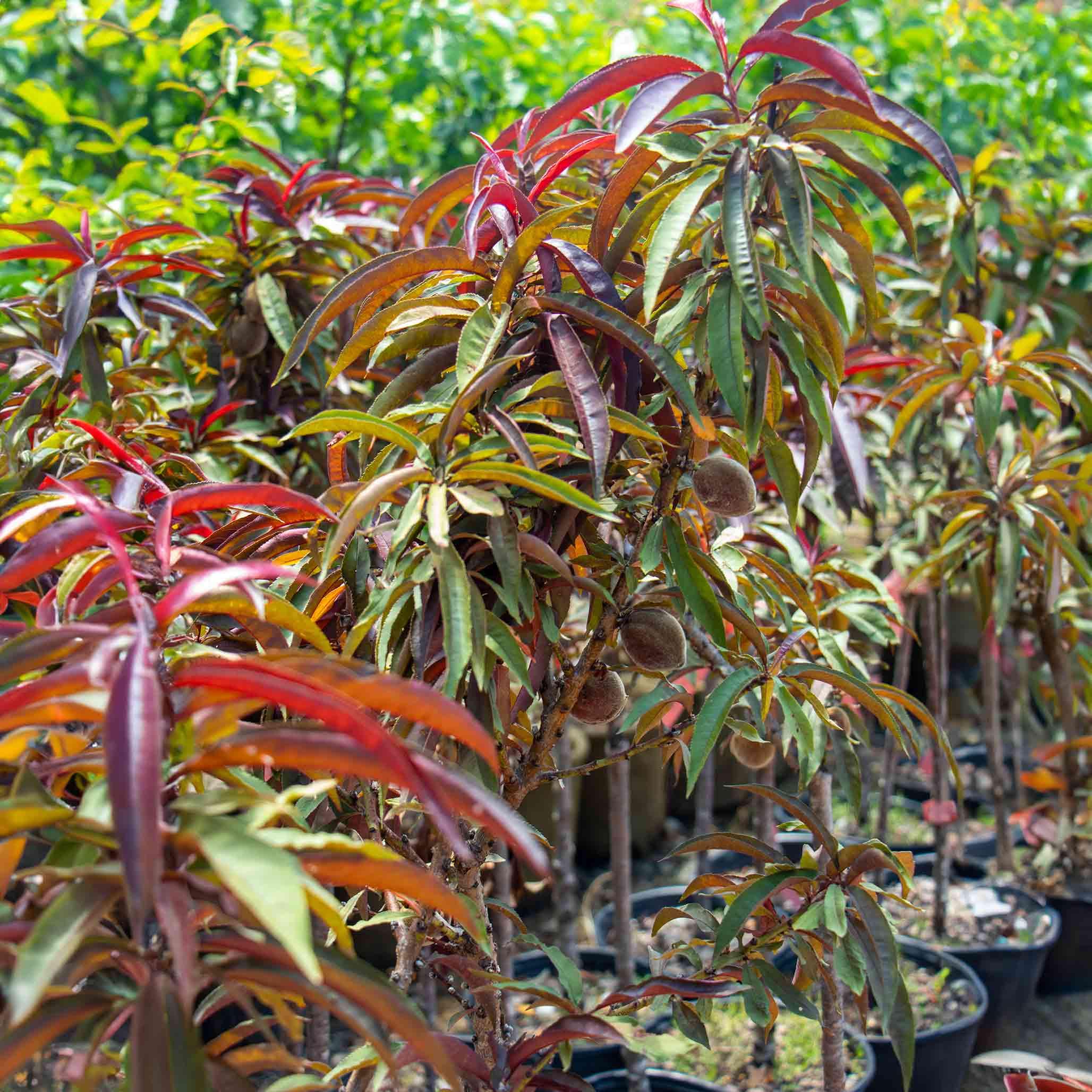 Bonfire Patio Peach Tree - Etsy