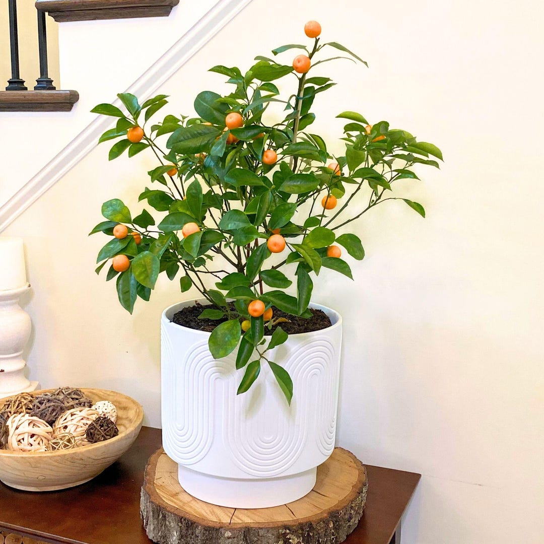 Fukushu Kumquat Tree - Etsy