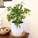 Fukushu Kumquat Tree - Etsy
