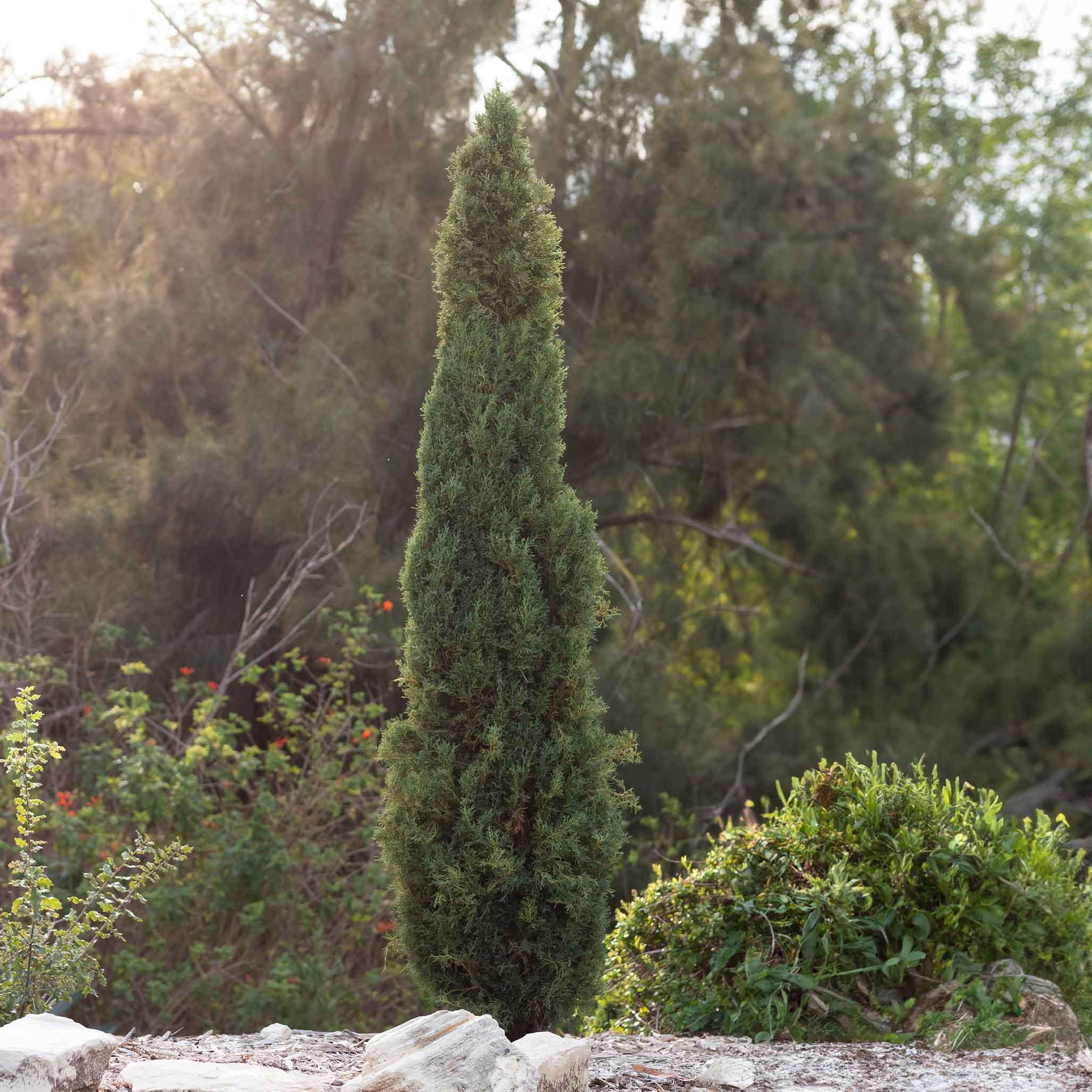 Taylor Juniper Trees - Etsy