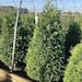 Junior Giant Thuja Tree - Etsy