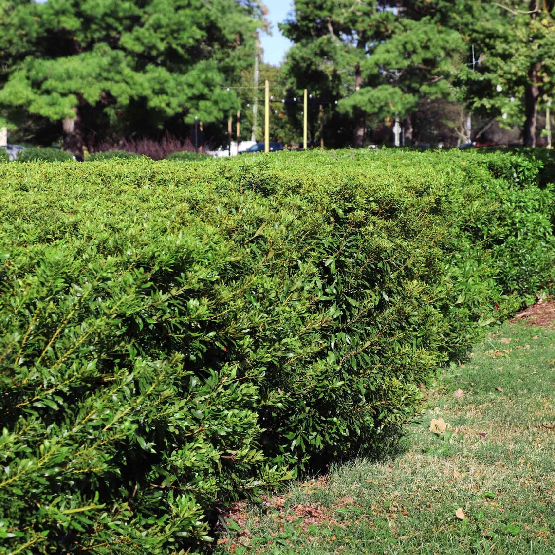 Southern Wax Myrtle Hedge - Etsy