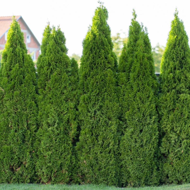 Emerald Green Arborvitae - Instant Evergreen Appeal for Your Patio - Etsy