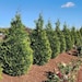 Junior Giant Thuja Tree - Etsy