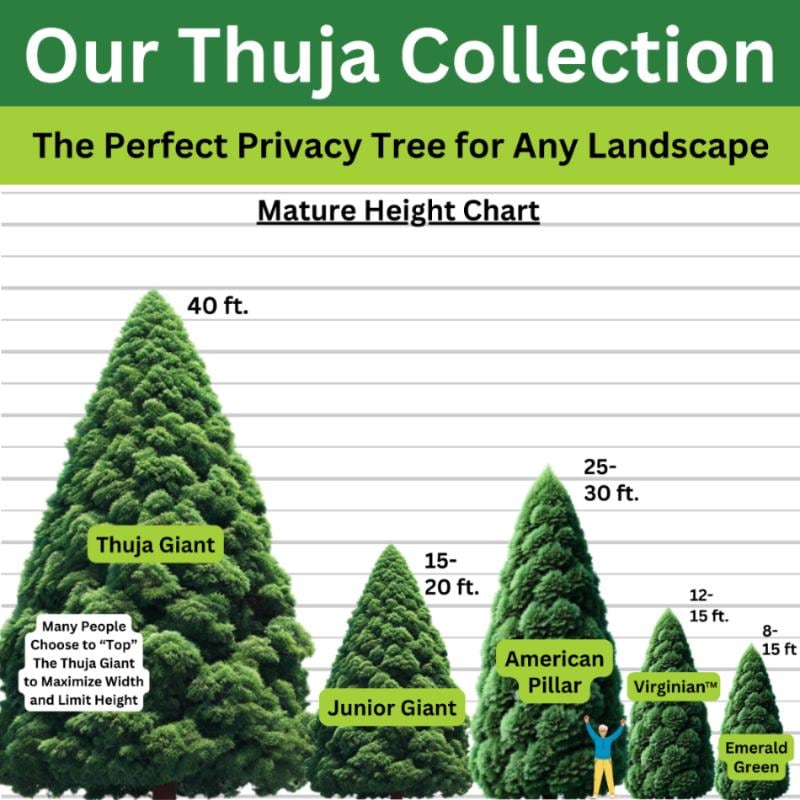 Thuja Green Giant - the Ultimate Outdoor Privacy Evergreen Tree for ...