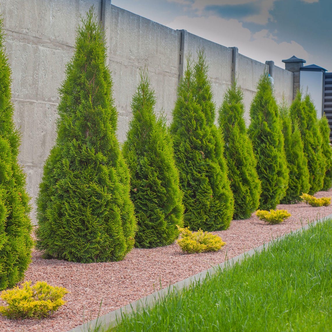 Emerald Green Arborvitae - Instant Evergreen Appeal for Your Patio - Etsy