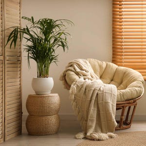 Parlor Palm Tree - Etsy