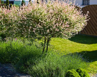 Dappled Willow 'hakuro-nishiki' Salix Integra Live Plant Perennial Tree ...