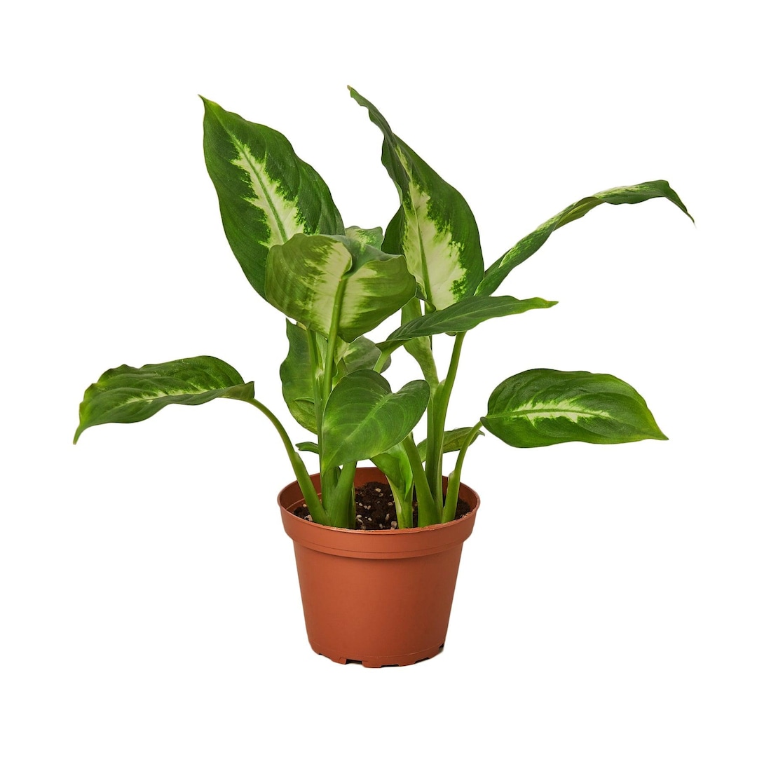 Dieffenbachia Camille - Etsy