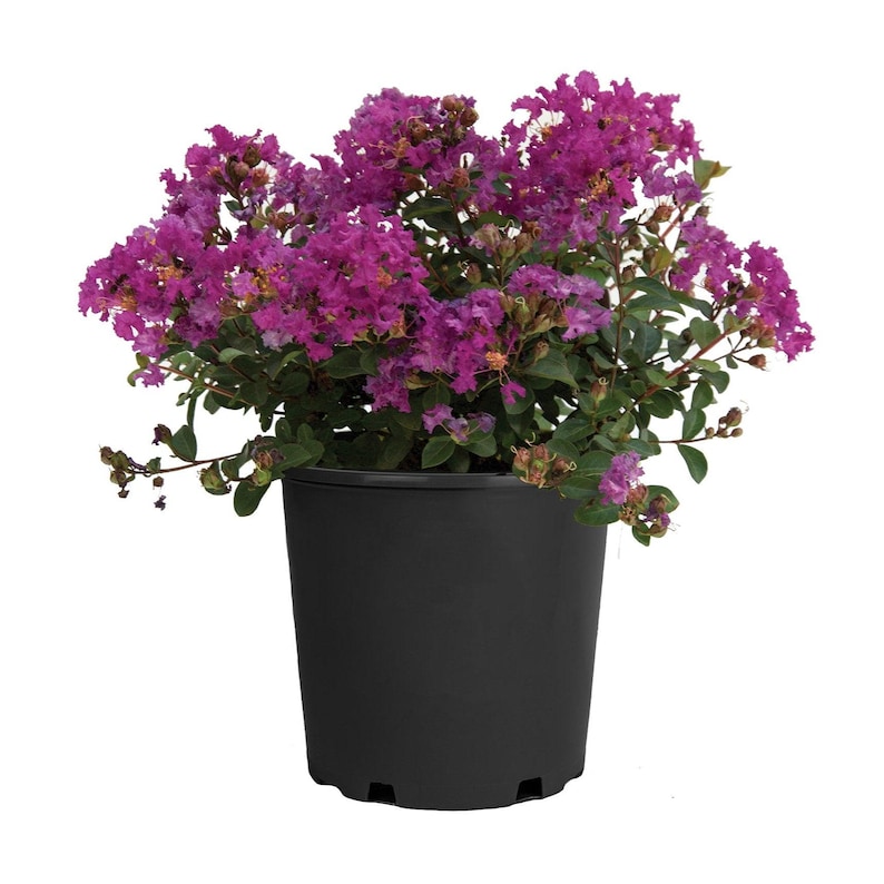 Bellini® Grape Crape Myrtle Shrub - Etsy