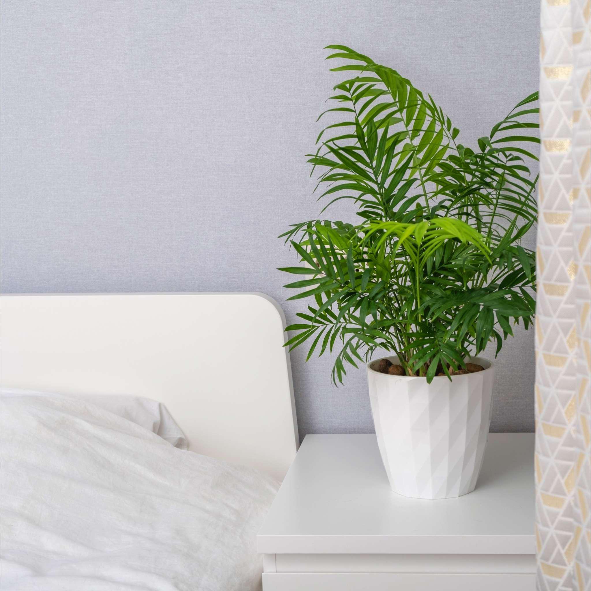 Parlor Palm Tree - Etsy