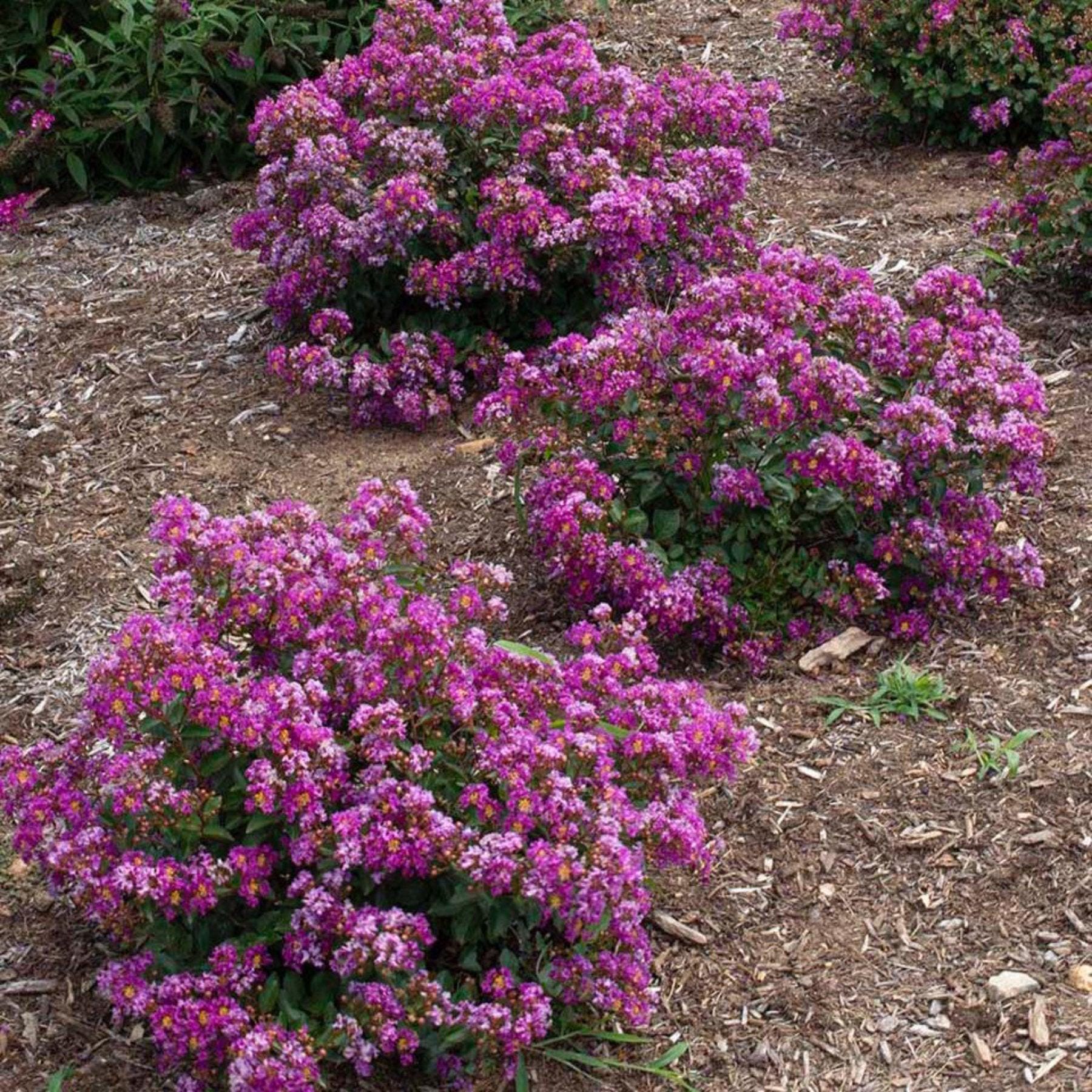 Bellini® Grape Crape Myrtle Shrub - Etsy