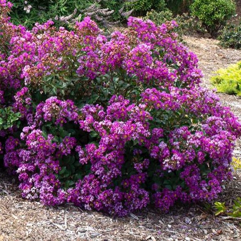 Bellini® Grape Crape Myrtle Shrub - Etsy