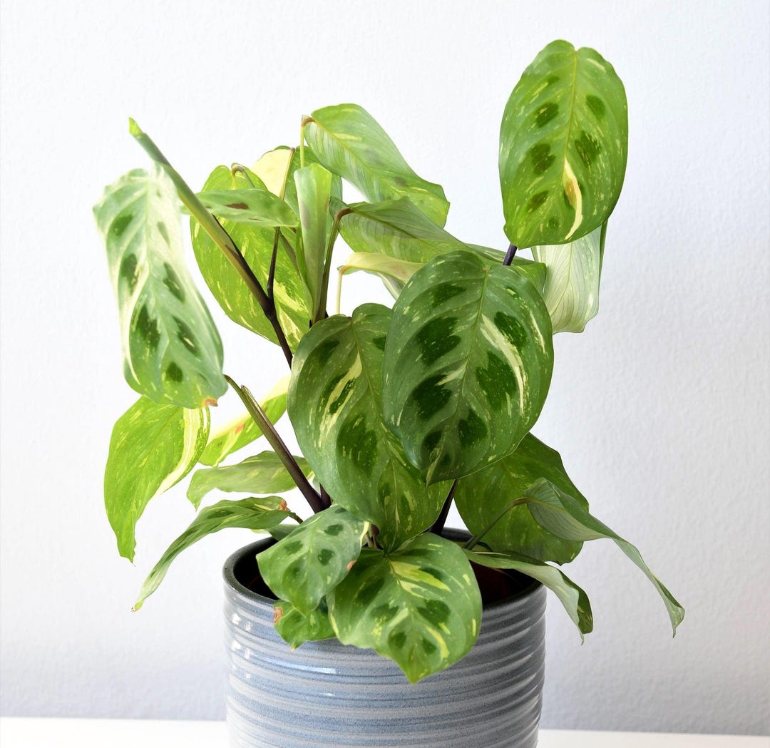 Maranta Variegated 'beauty Kim' - Etsy