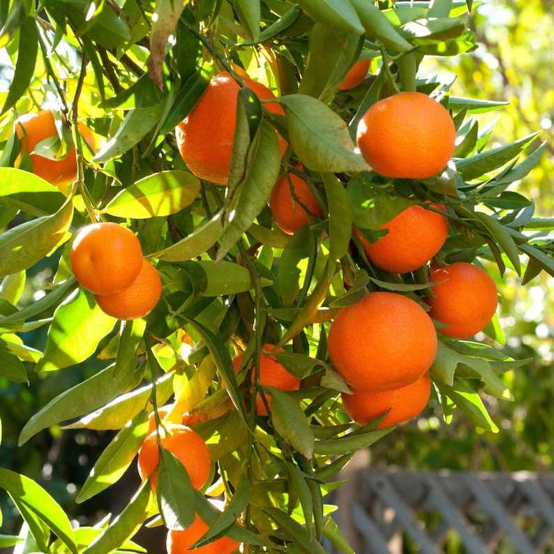 California Honey Mandarin Tree - Etsy