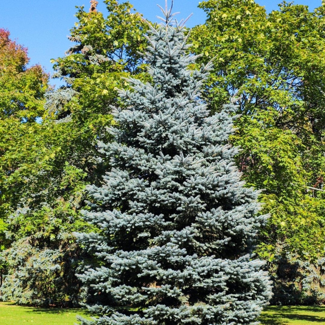Colorado Blue Spruce - Etsy