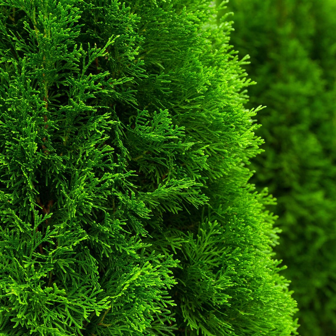 Emerald Green Arborvitae - Instant Evergreen Appeal for Your Patio - Etsy